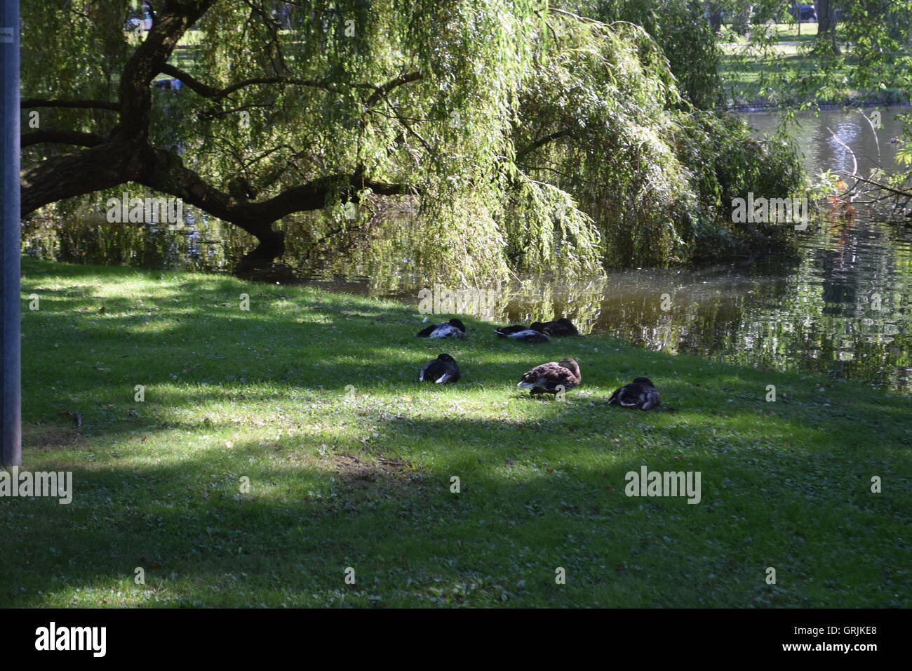 ducks under the shady tree Stock Photo - Alamy