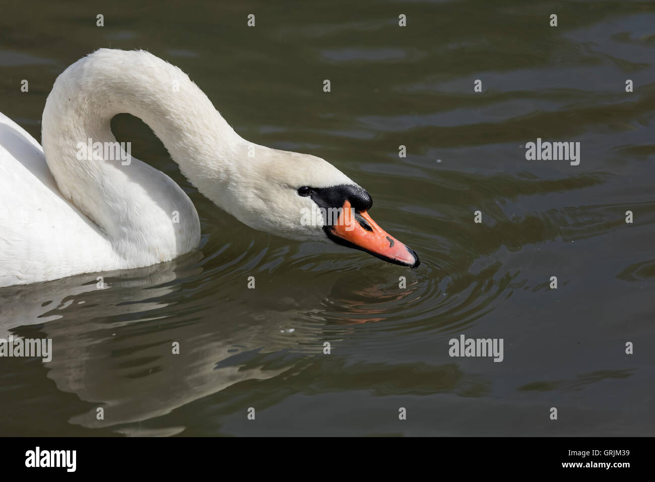 Aggressive swan body language hi-res stock photography and images - Alamy