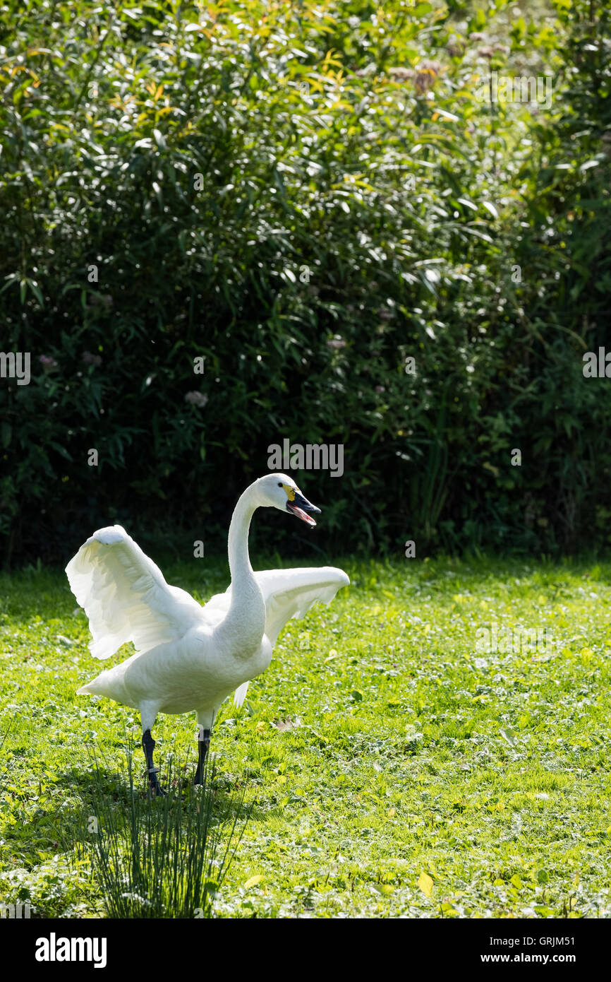 White bewick swan backlit and standing on grass with its beak open in ...
