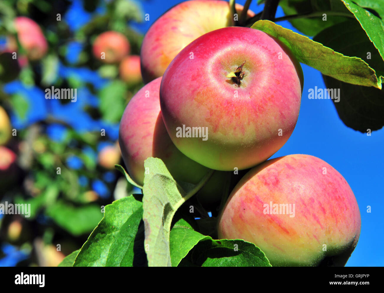 Autumn garden apple tree hi-res stock photography and images - Alamy