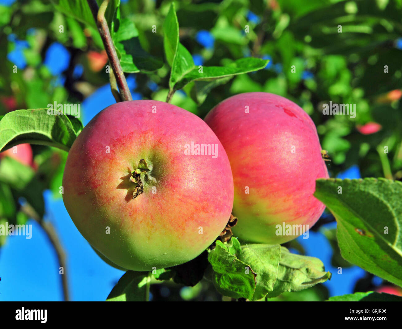 Apples hanging on a tree in garden Stock Photo - Alamy