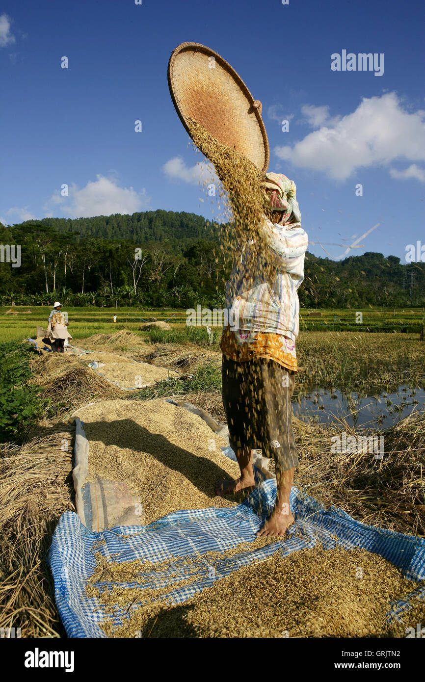 Indonesian Rice Farmer in Tana Toraja on Sulawesi Stock Photo - Alamy