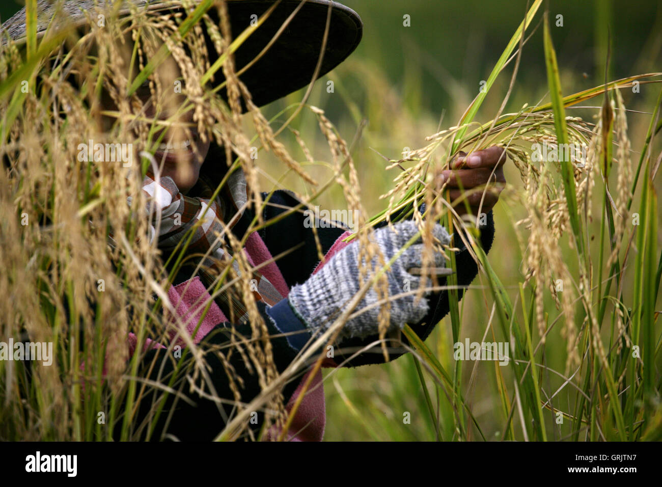 Indonesian Rice Farmer in Tana Toraja on Sulawesi Stock Photo - Alamy