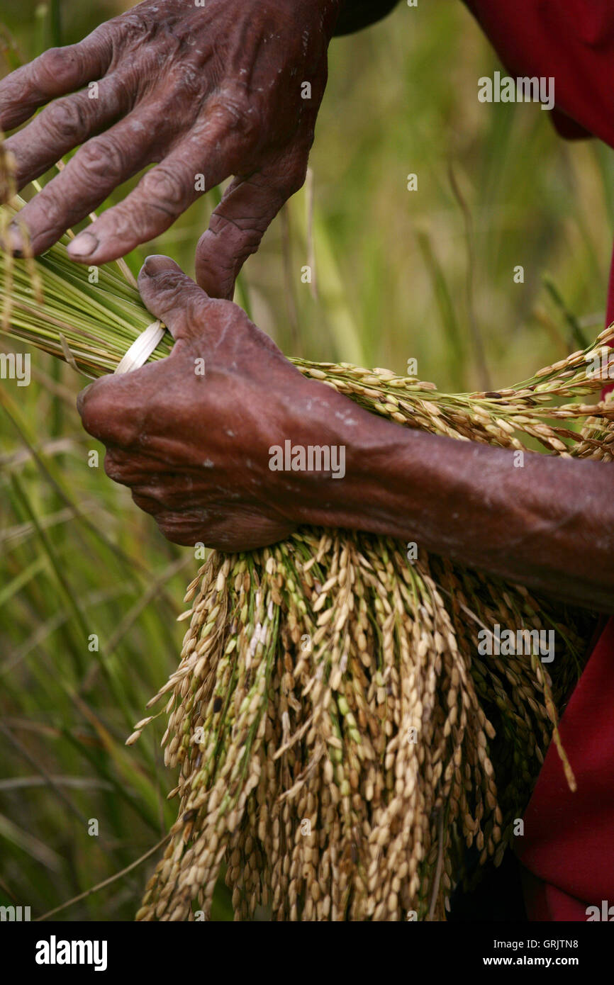 Indonesian Rice Farmer in Tana Toraja on Sulawesi Stock Photo - Alamy