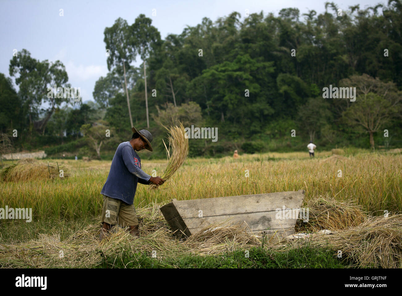 Indonesian Rice Farmer in Tana Toraja on Sulawesi Stock Photo - Alamy