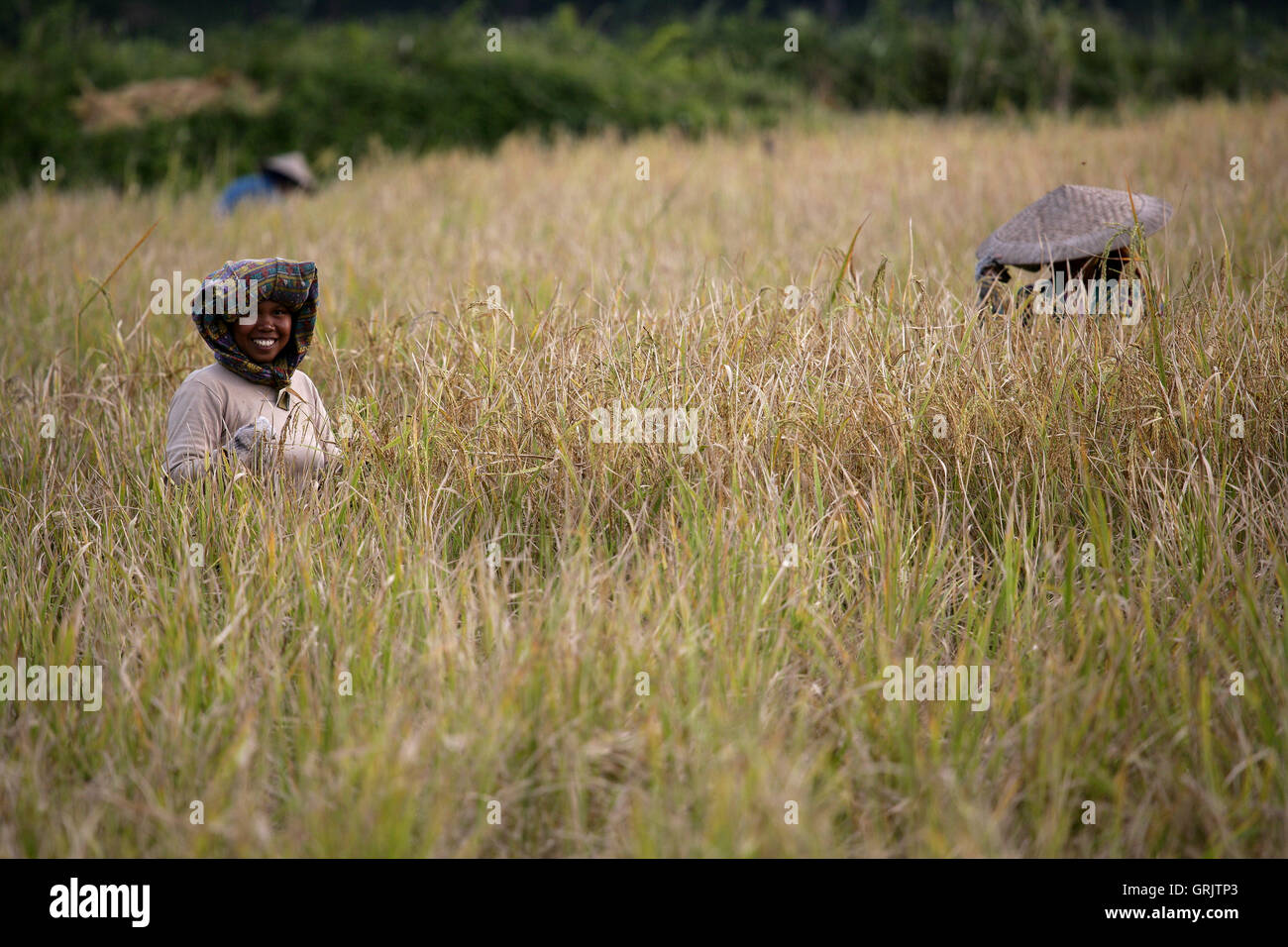 Indonesian rice farmer in tana hi-res stock photography and images - Alamy