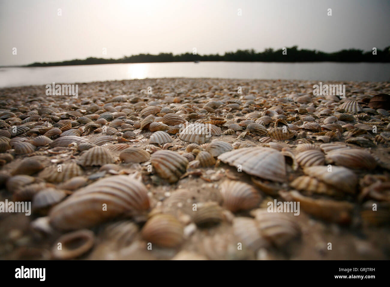 Ground covered with shells in the mangrove de Casamance Stock Photo - Alamy