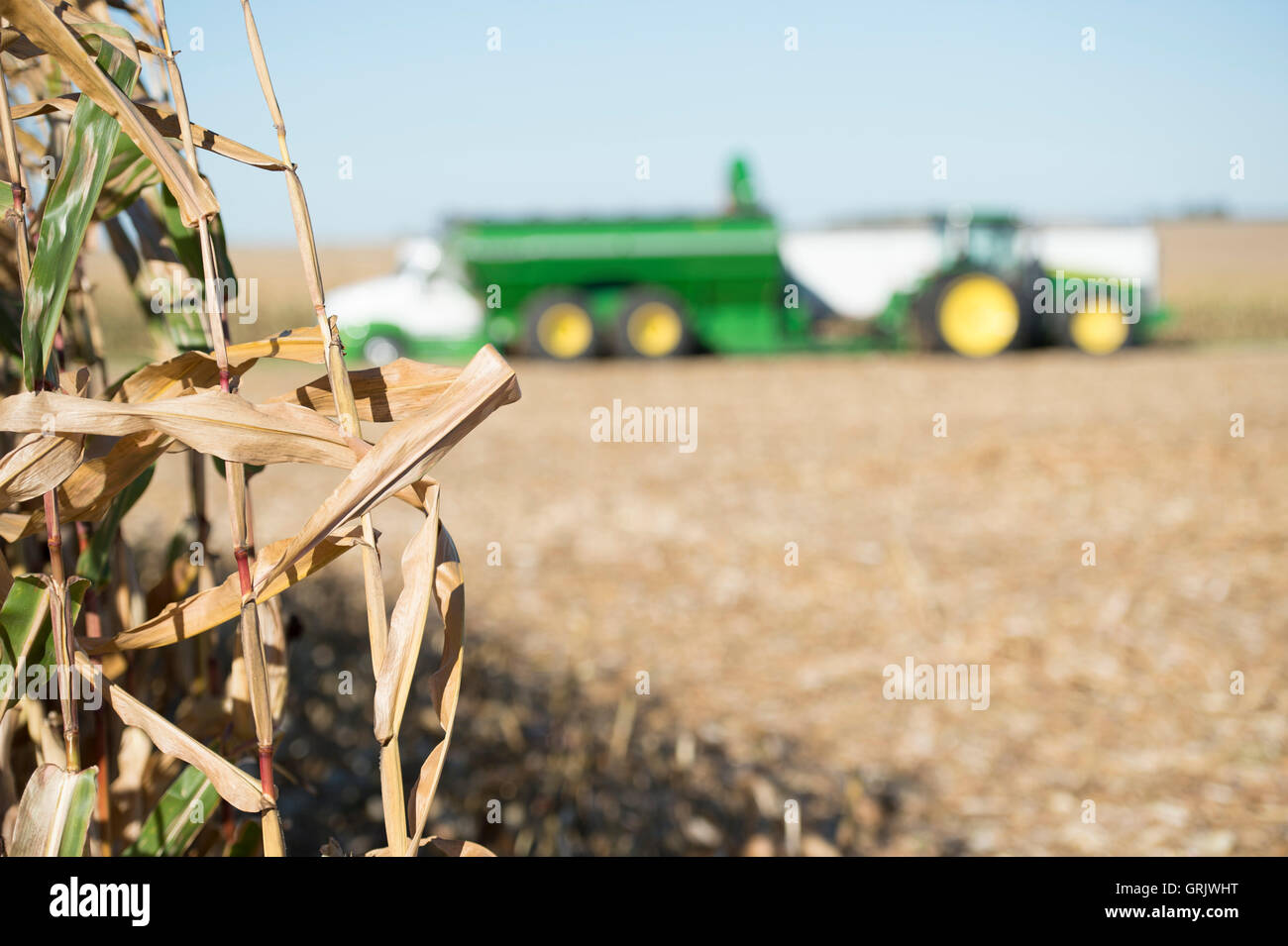 Fall corn harvest hi-res stock photography and images - Alamy