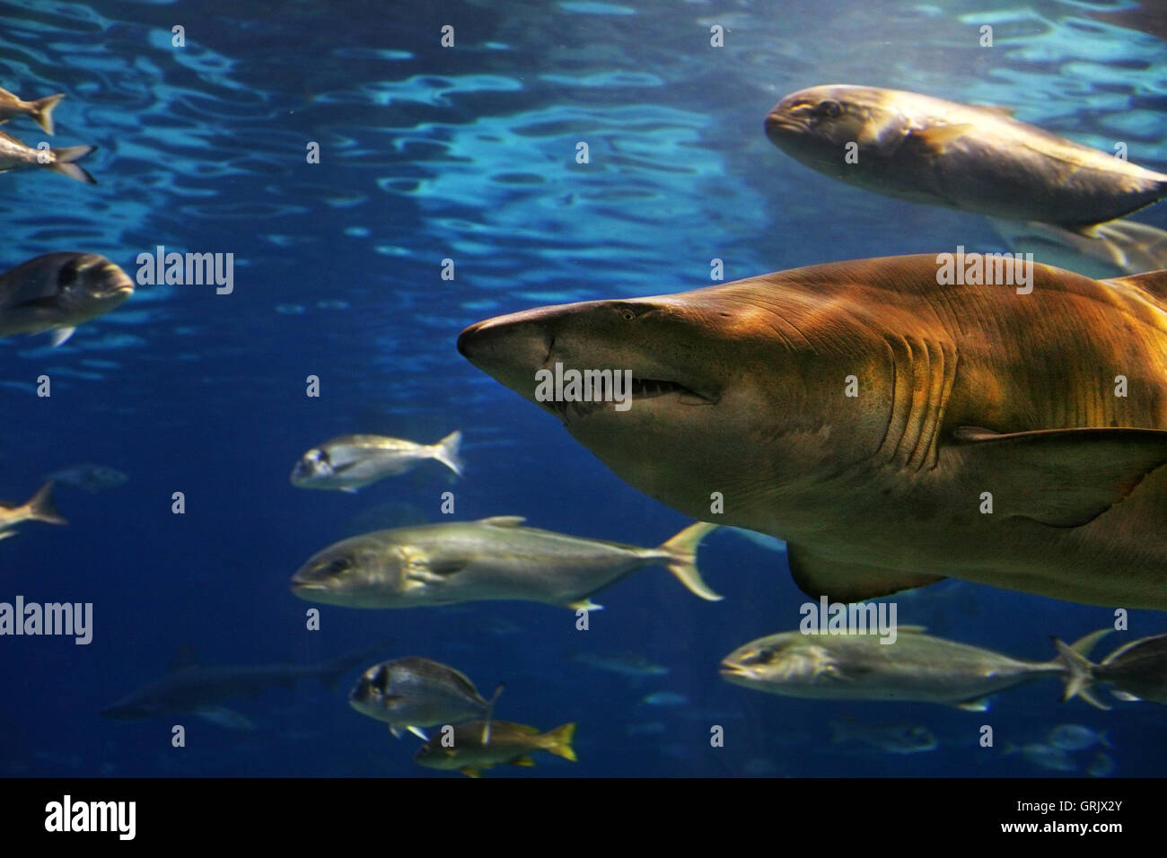 A grey shark swimming underwater. Sunbeams are shining down through the ...
