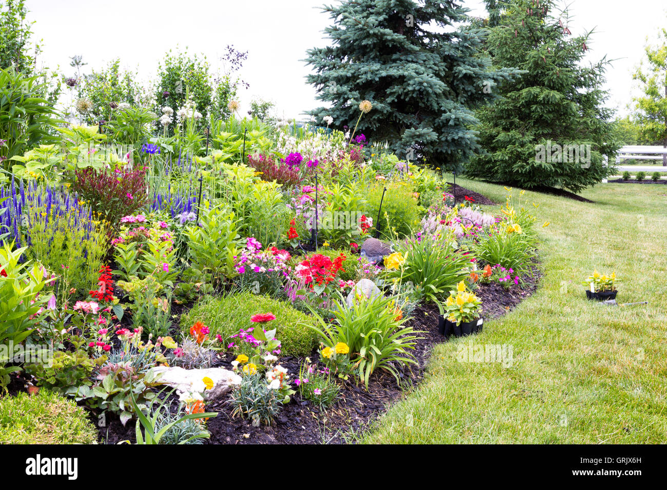 Colorful landscaped celosia flower garden with neat manicured green ...