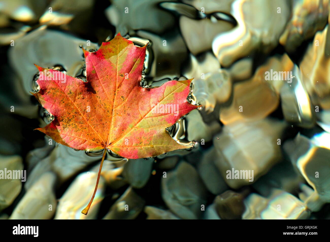 Red maple leaf in the water Stock Photo - Alamy