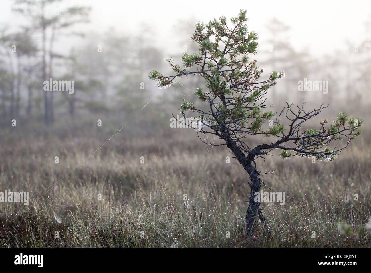 Small pine tree in marsh, Kemeri national park, Latvia Stock Photo - Alamy
