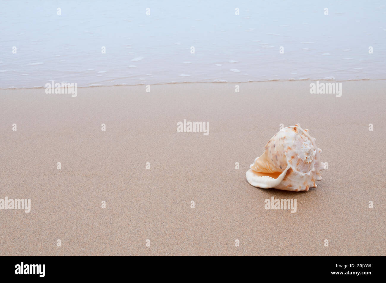 Shell on seashore Stock Photo - Alamy