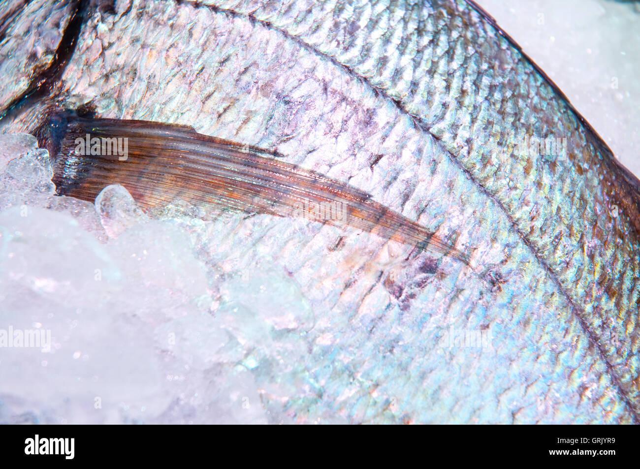 Come pescado plano hi-res stock photography and images - Alamy