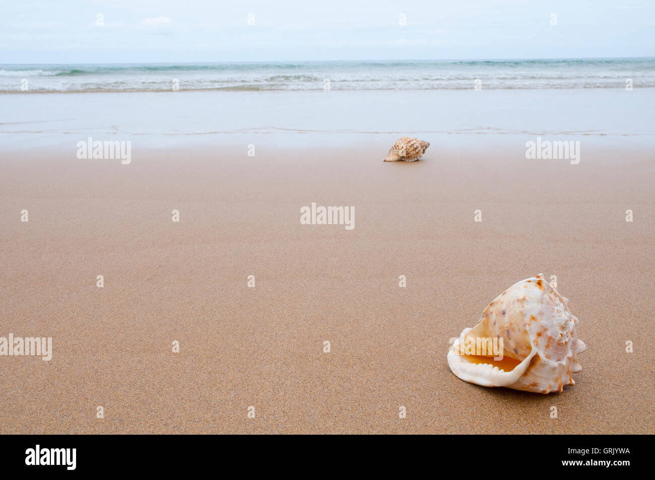 Spa concept sea shells hi-res stock photography and images - Alamy