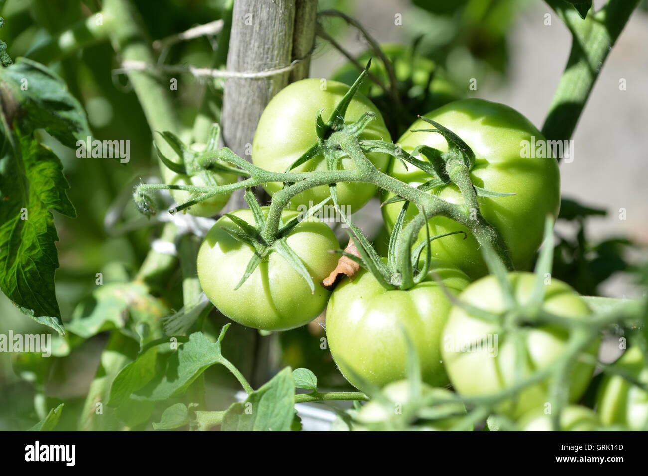 Unripe green tomatoes in the garden close up Stock Photo - Alamy