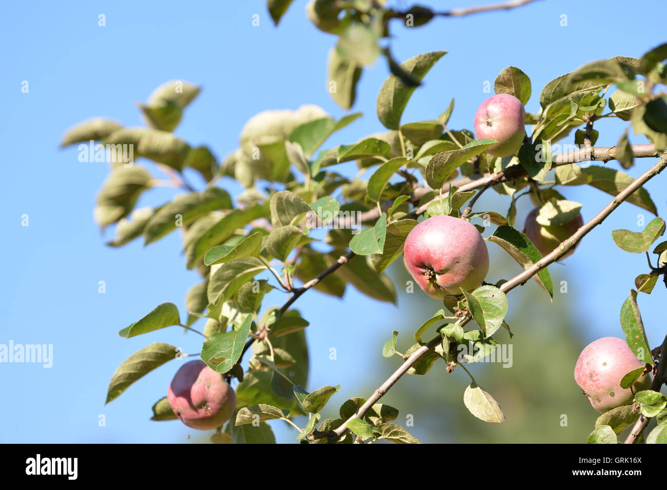 Apple tree branch against sky hi-res stock photography and images - Alamy