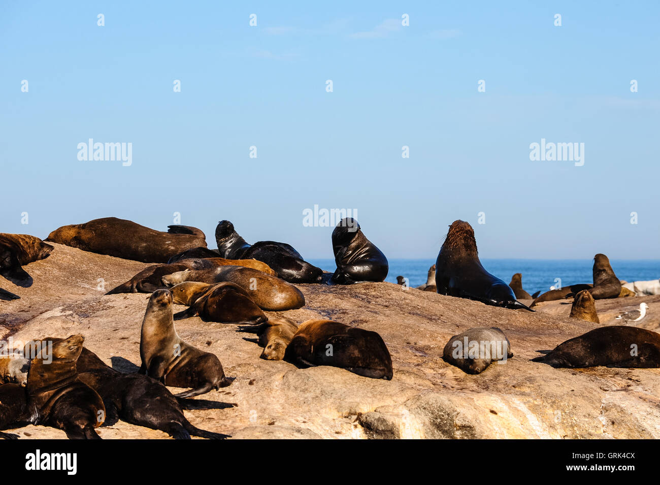 Duiker Island is an island off Hout Bay, Cape Town, South Africa. Most known for it's large ...