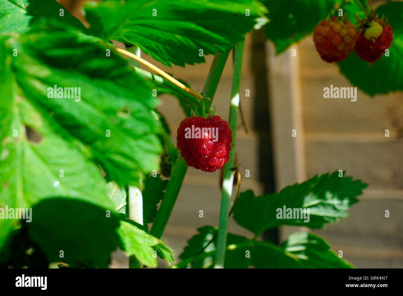 RASPBERRY RIPE AND READY Stock Photo - Alamy