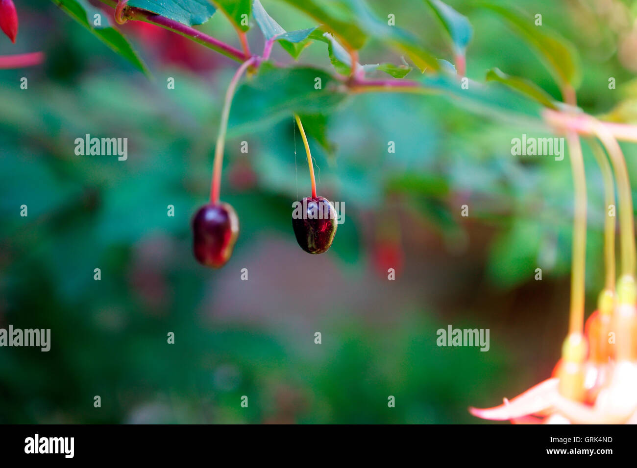 Fuchsia tom thumb hi-res stock photography and images - Alamy