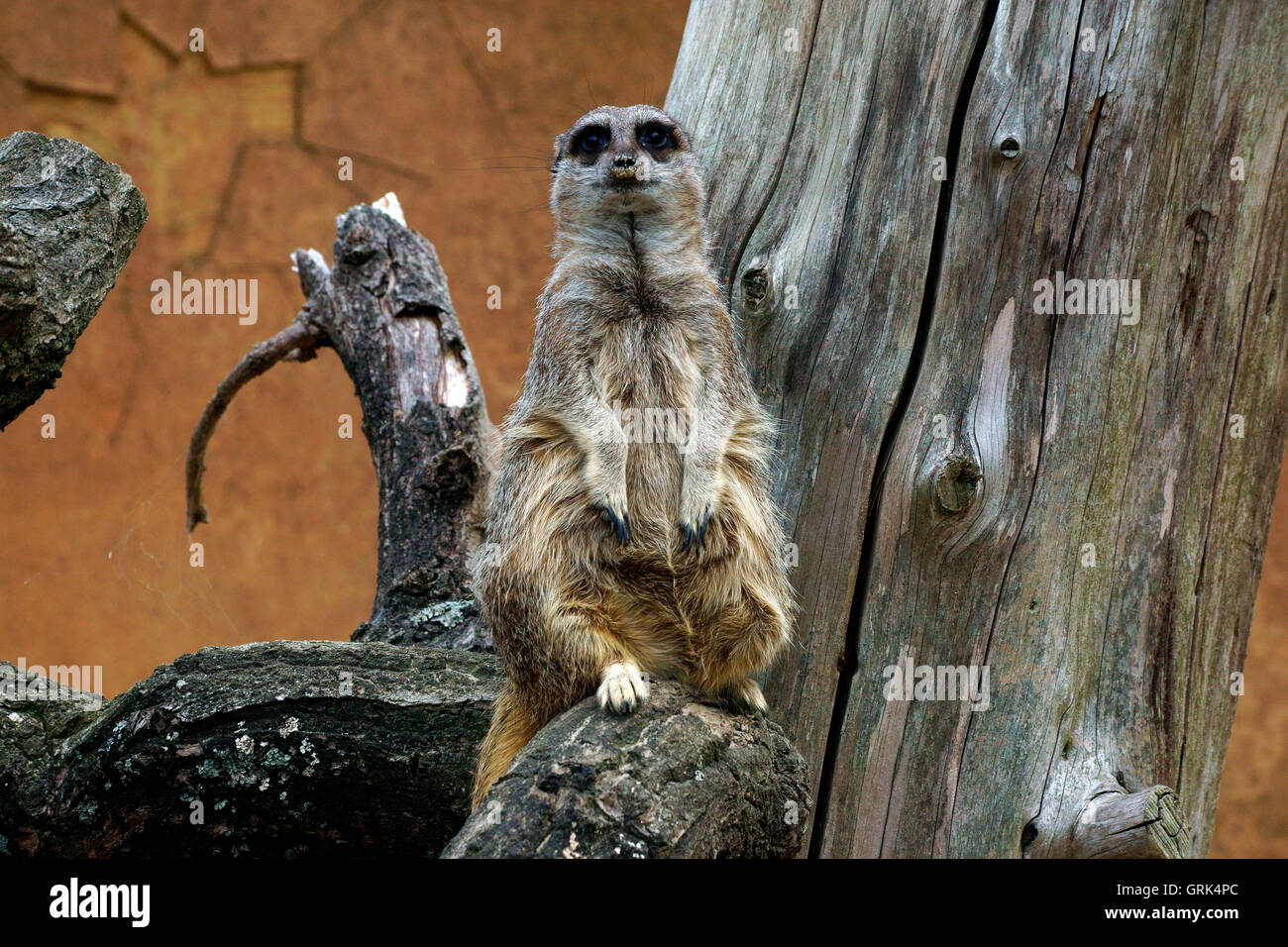 MEERKAT LOOK OUT (GUARD Stock Photo - Alamy