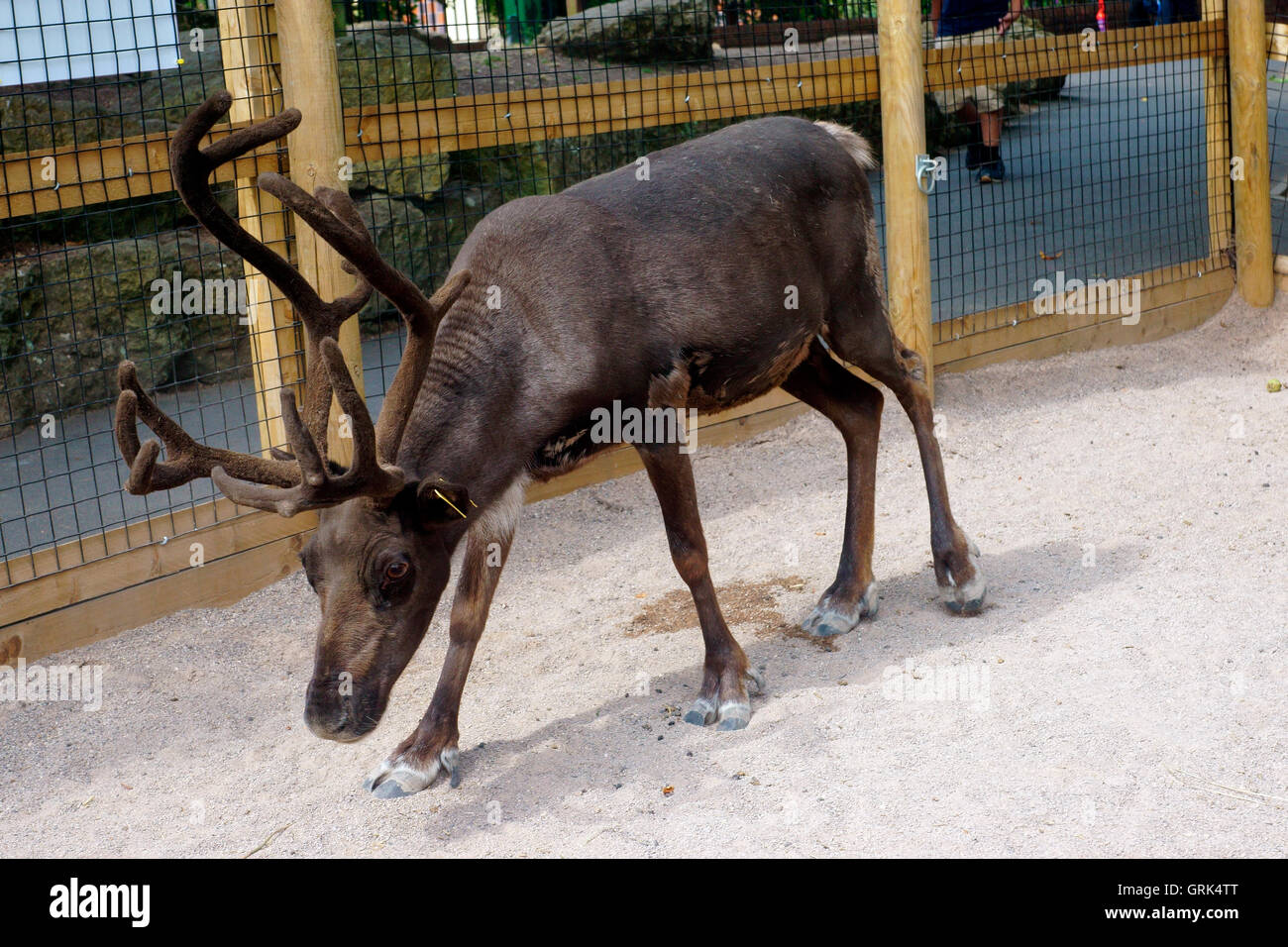 Semi boreal hi-res stock photography and images - Alamy