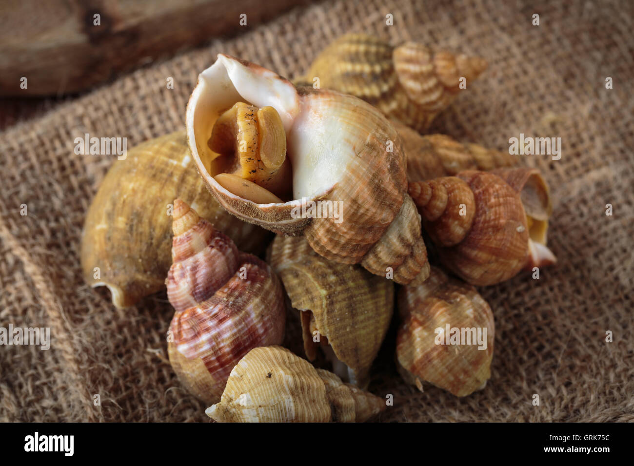 Sea whelks hi-res stock photography and images - Alamy
