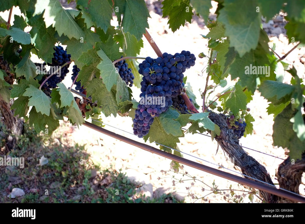 Tempranillo grapes hi-res stock photography and images - Alamy
