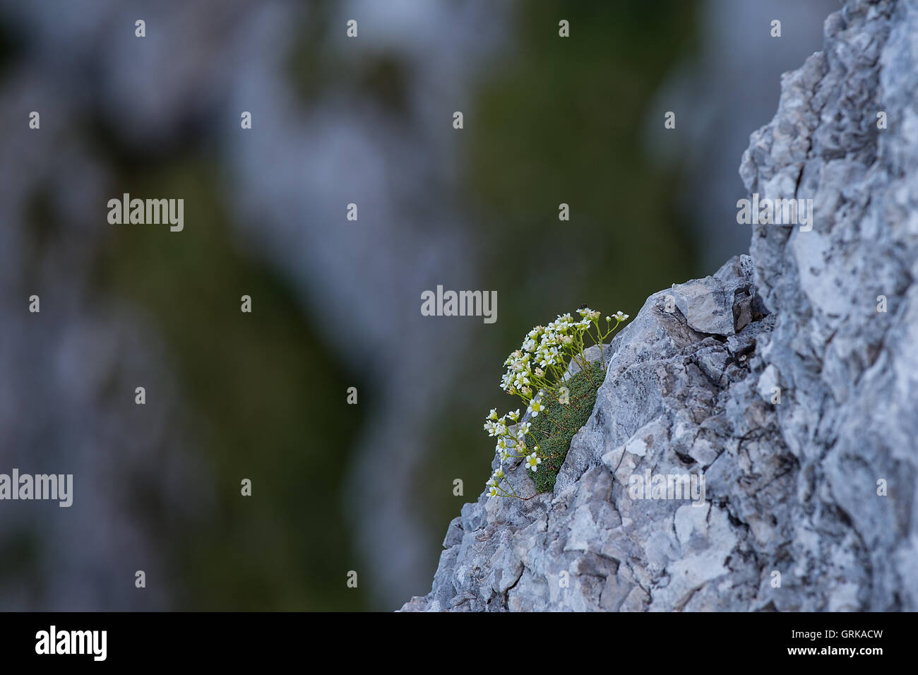 White alpine flowers on the rock on Mountain Krn Stock Photo - Alamy