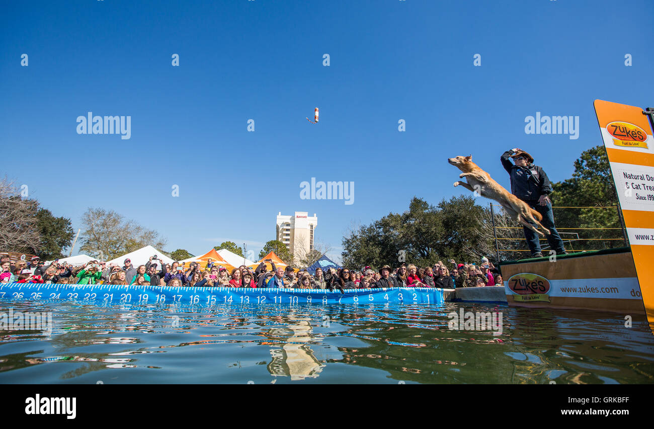 Dock Dogs jumping competition in South Carolina, USA. Dogs can jump up ...