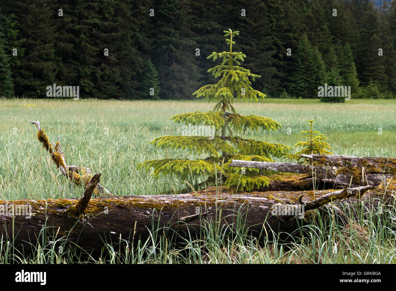 Landscape in Scenery Cove, Thomas Bay, Petersburg, Southeast Alaska ...