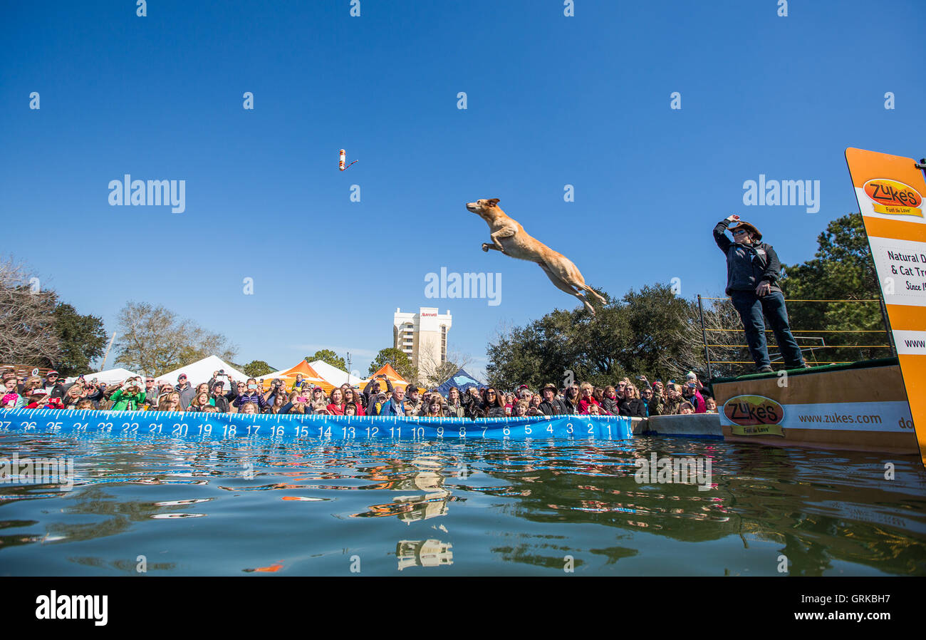 Dock Dogs jumping competition in South Carolina, USA. Dogs can jump up ...