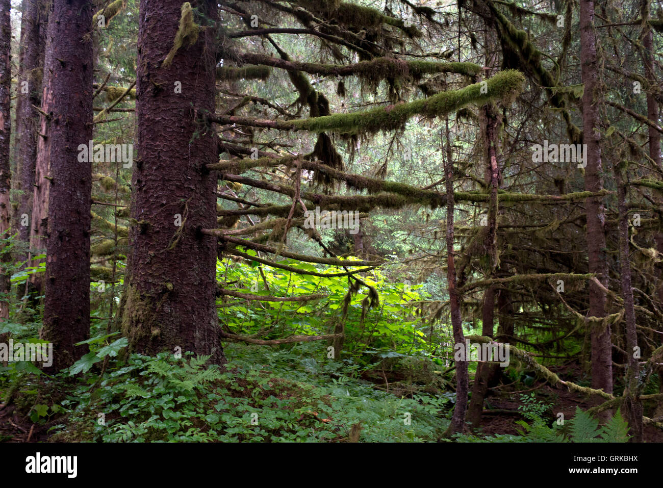 Landscape with big trees in Scenery Cove, Thomas Bay, Petersburg ...