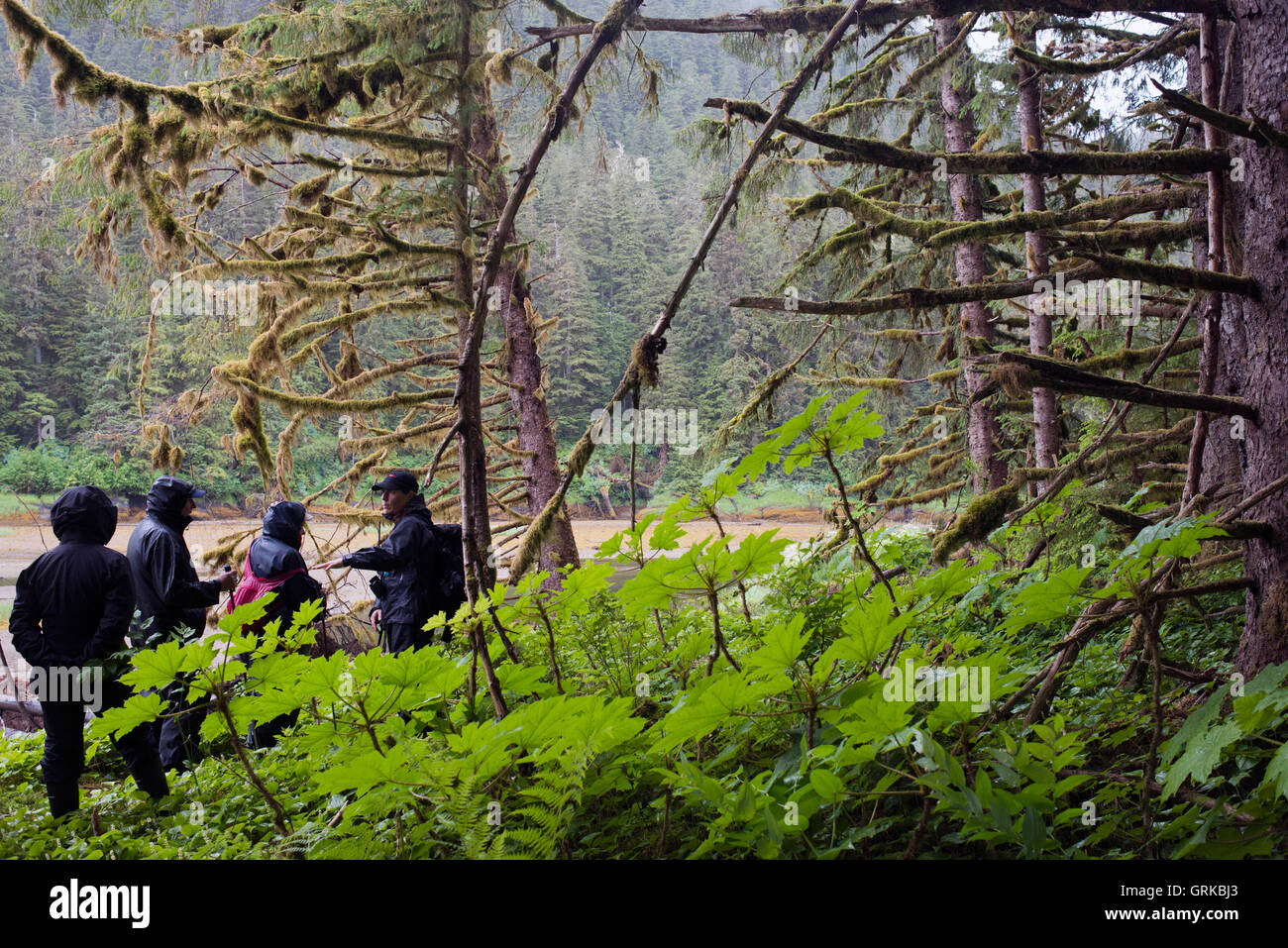 Landscape with big trees in Scenery Cove, Thomas Bay, Petersburg ...