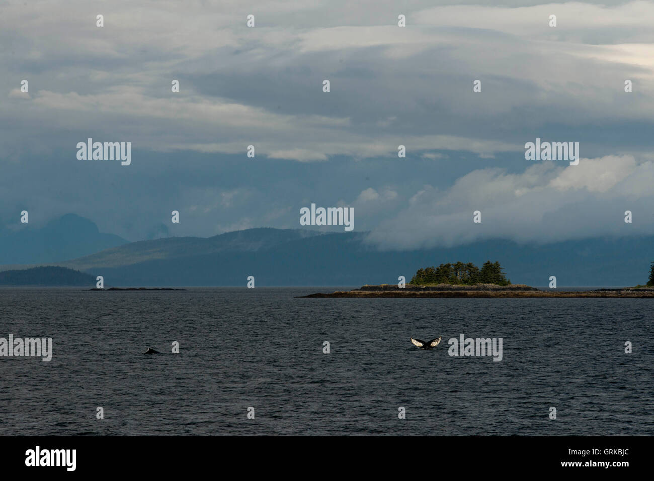 Humpback Whales blowing and diving and Five Fingers Lighthouse ...