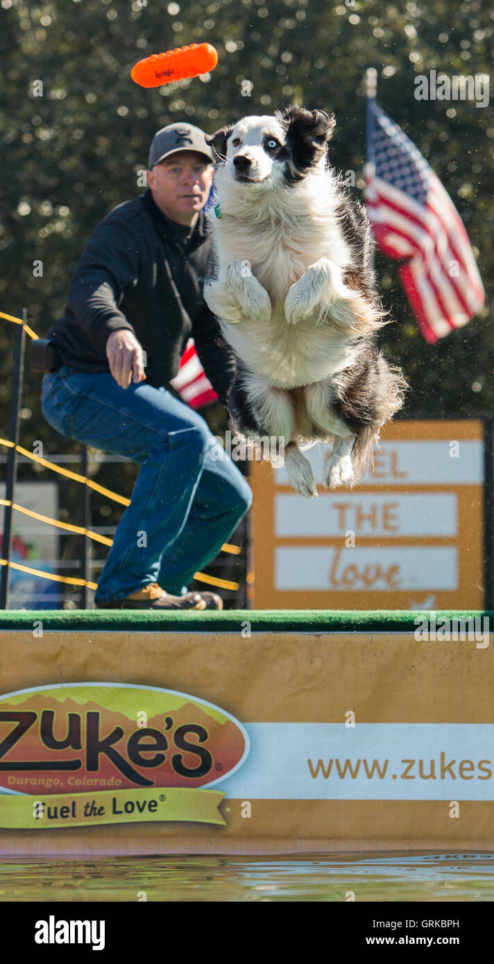 Dock Dogs jumping competition in Charleston, South Carolina. Dogs can ...