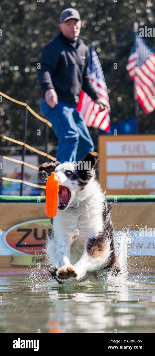 Dock Dogs jumping competition in Charleston, South Carolina. Dogs can ...