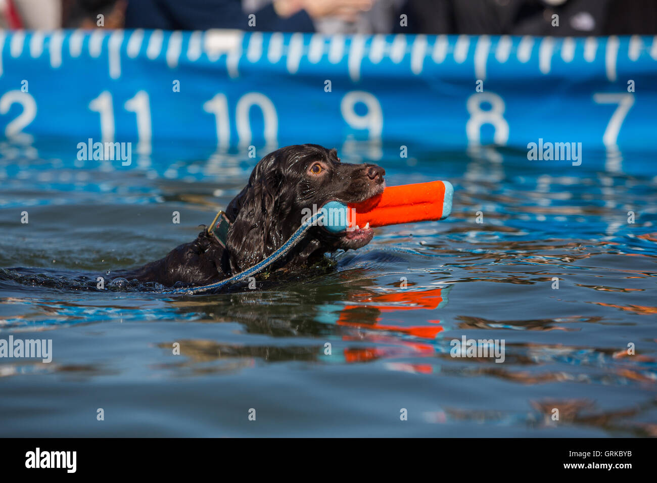 Dock Dogs jumping competition in Charleston, South Carolina. Dogs can ...