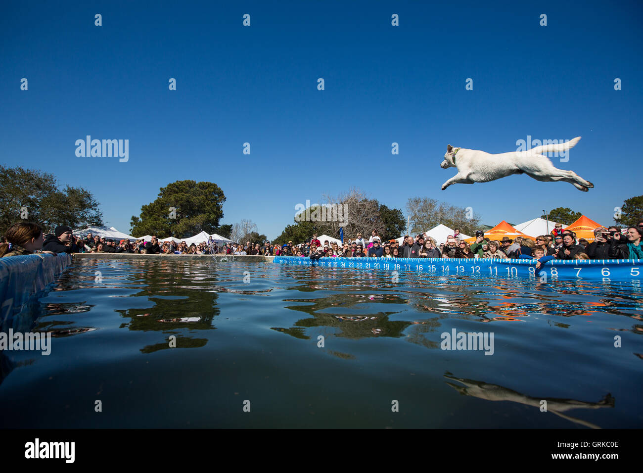 Dock Dogs jumping competition in Charleston, South Carolina. Dogs can ...
