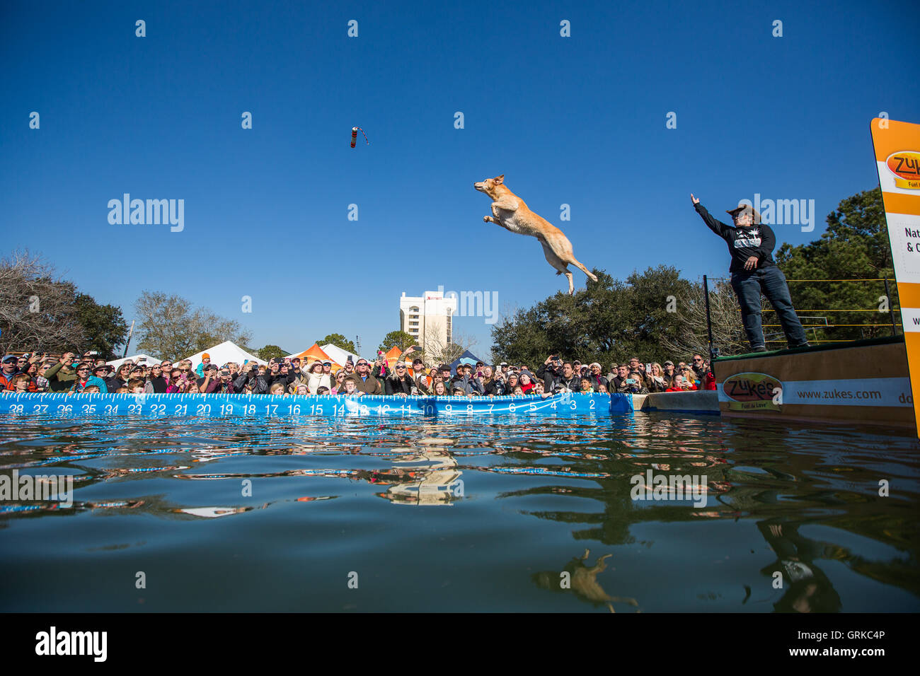 Dock Dogs jumping competition in Charleston, South Carolina. Dogs can ...
