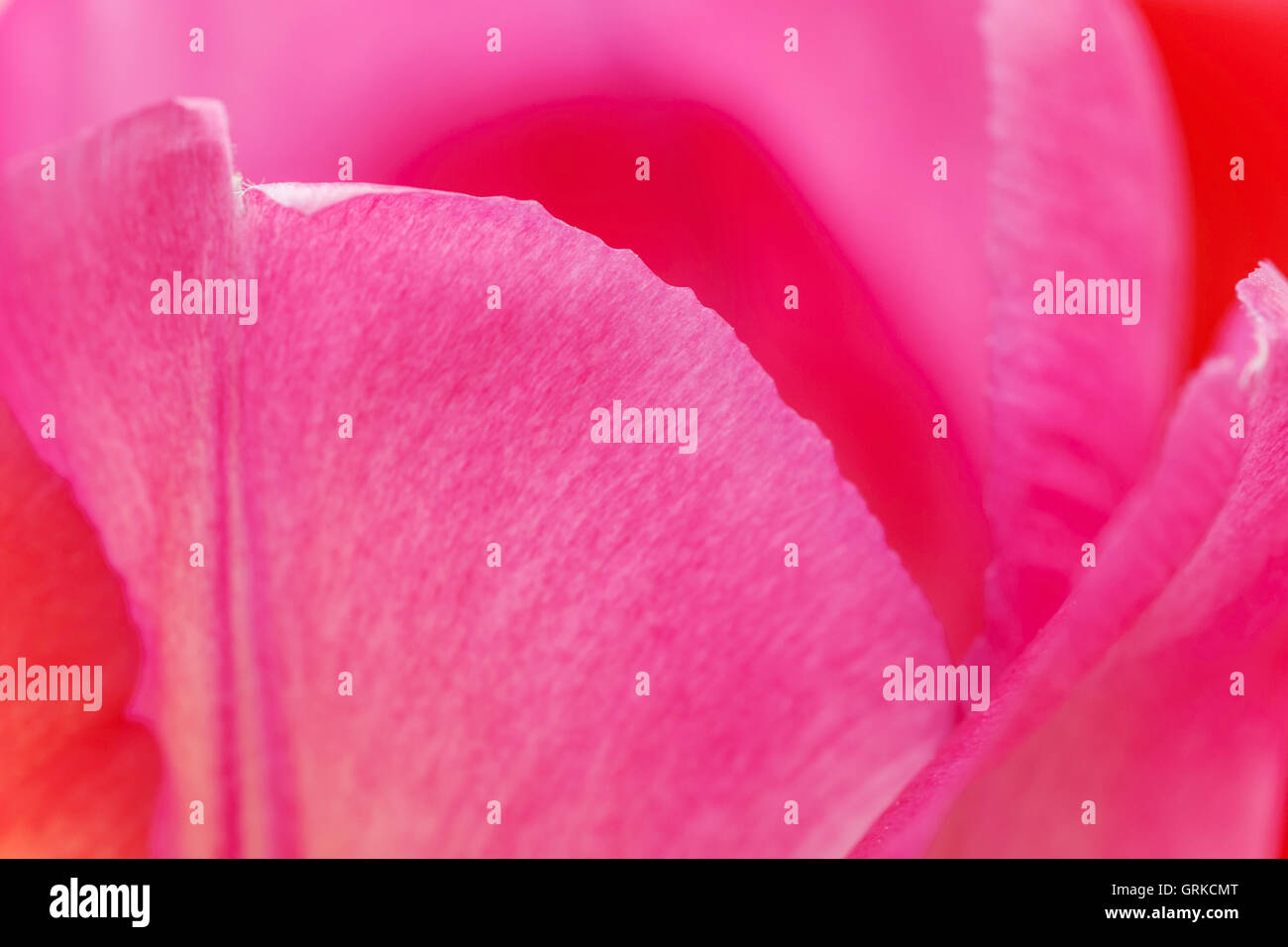 Tulip flower petals hi-res stock photography and images - Alamy