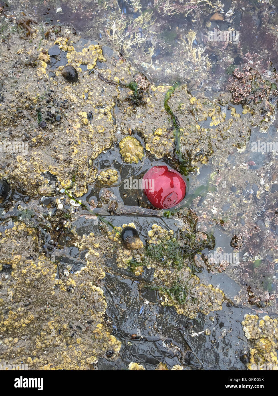 Slimy rock texture hi-res stock photography and images - Alamy