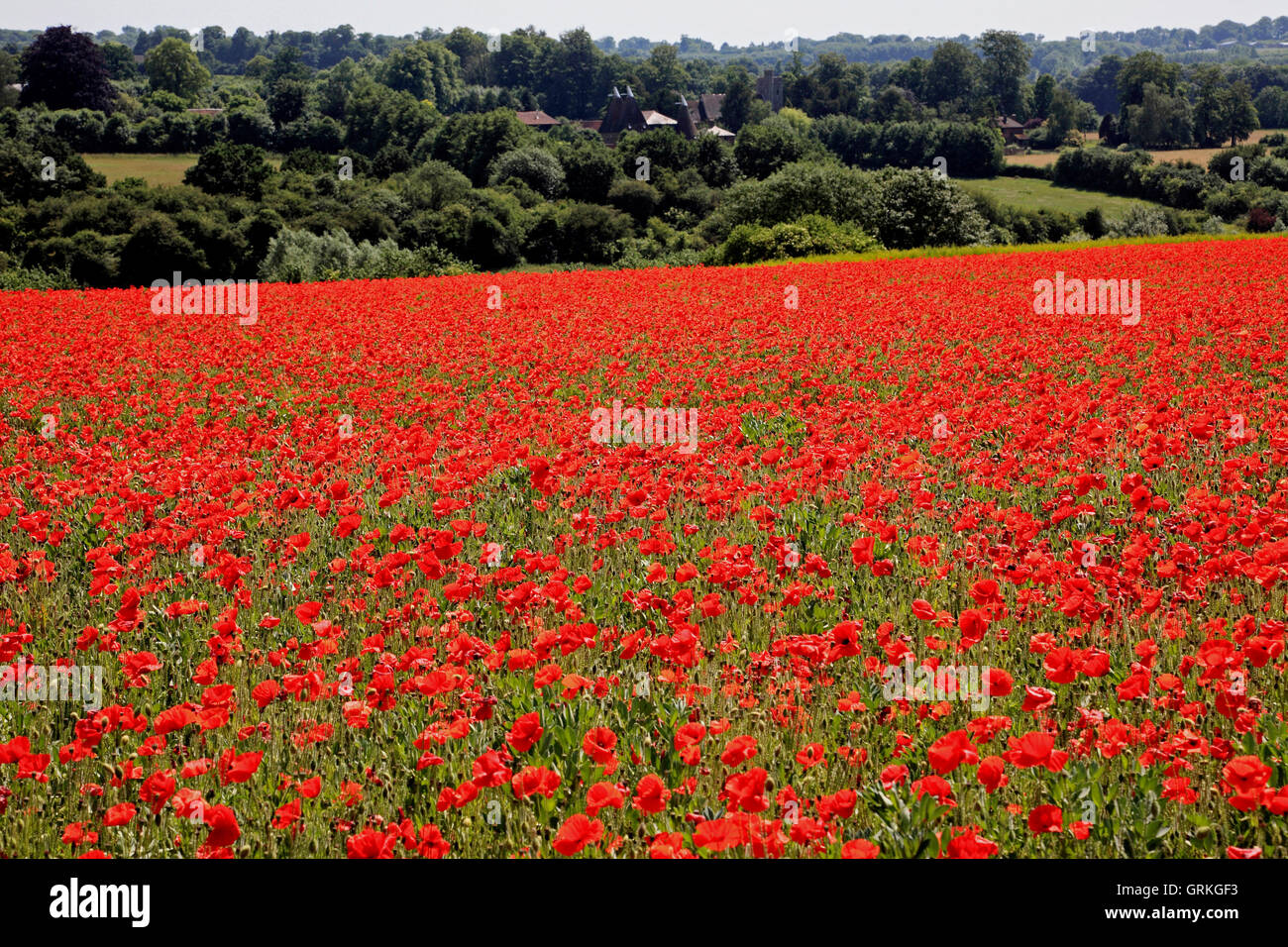 Poppy field, Barming, Maidstone, Kent, UK Stock Photo - Alamy