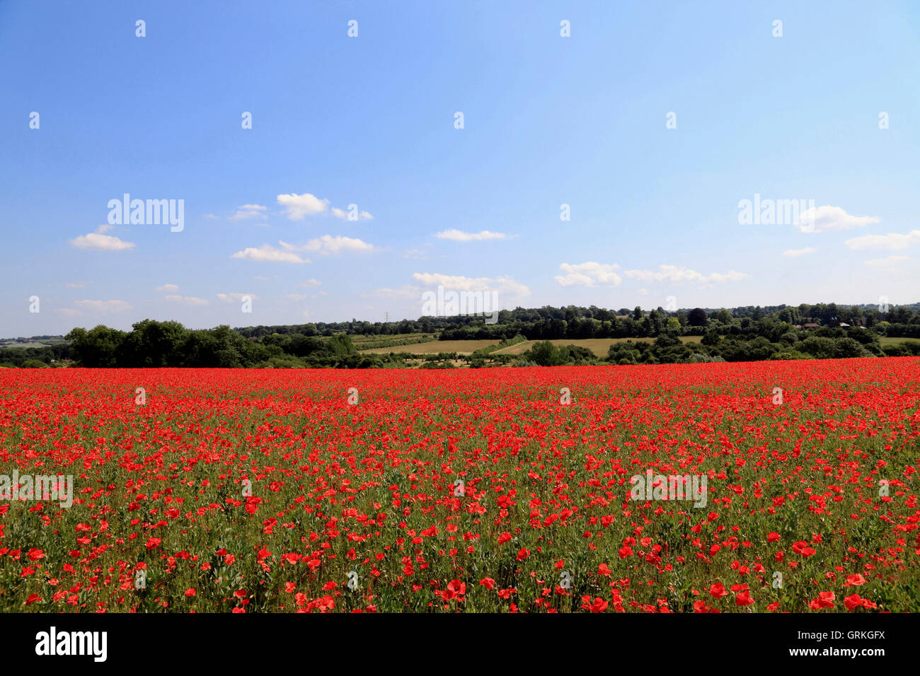 Poppy field, Barming, Maidstone, Kent, UK Stock Photo - Alamy