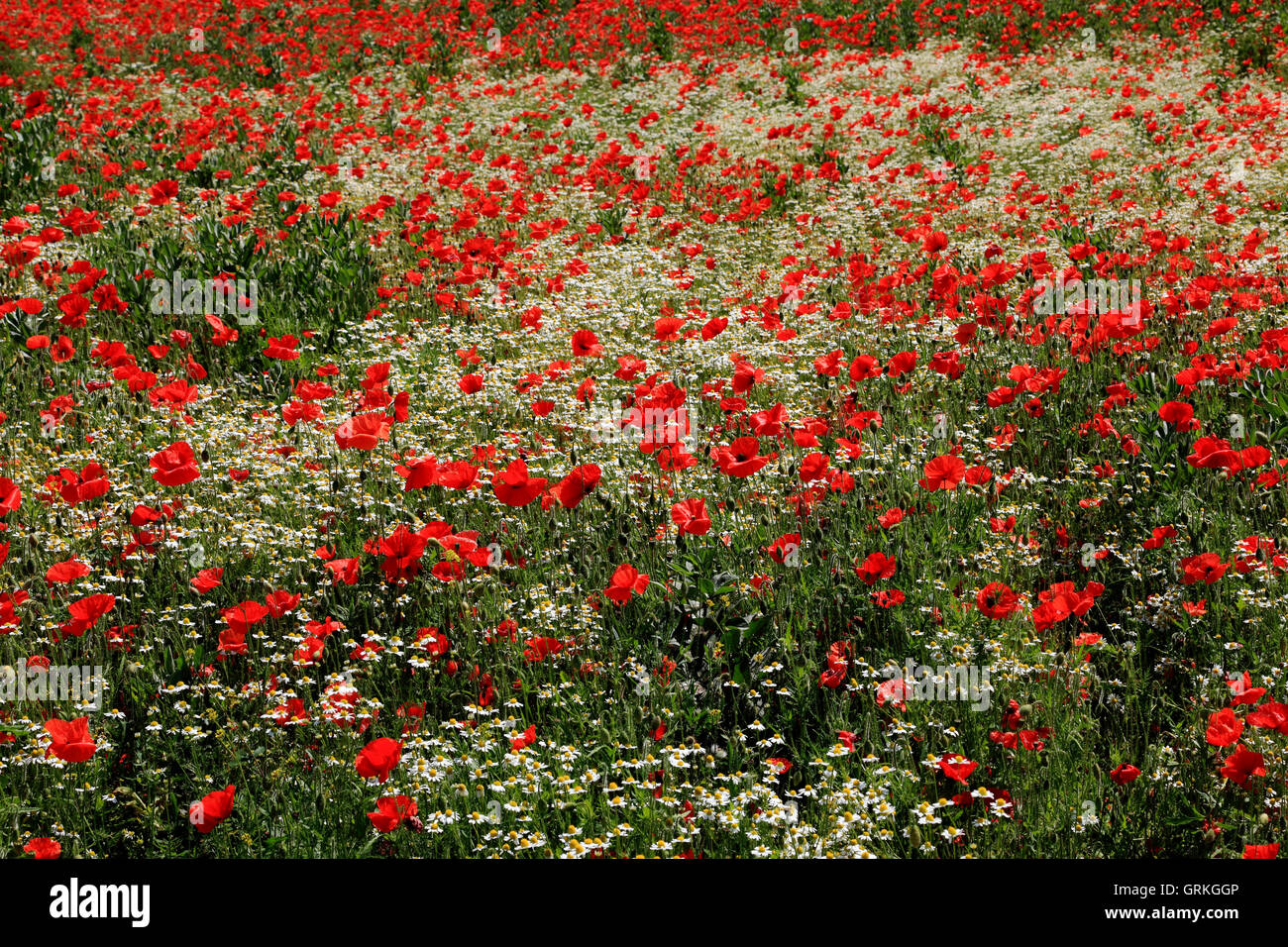 Poppy field and daisies, Barming, Maidstone, Kent, UK Stock Photo - Alamy