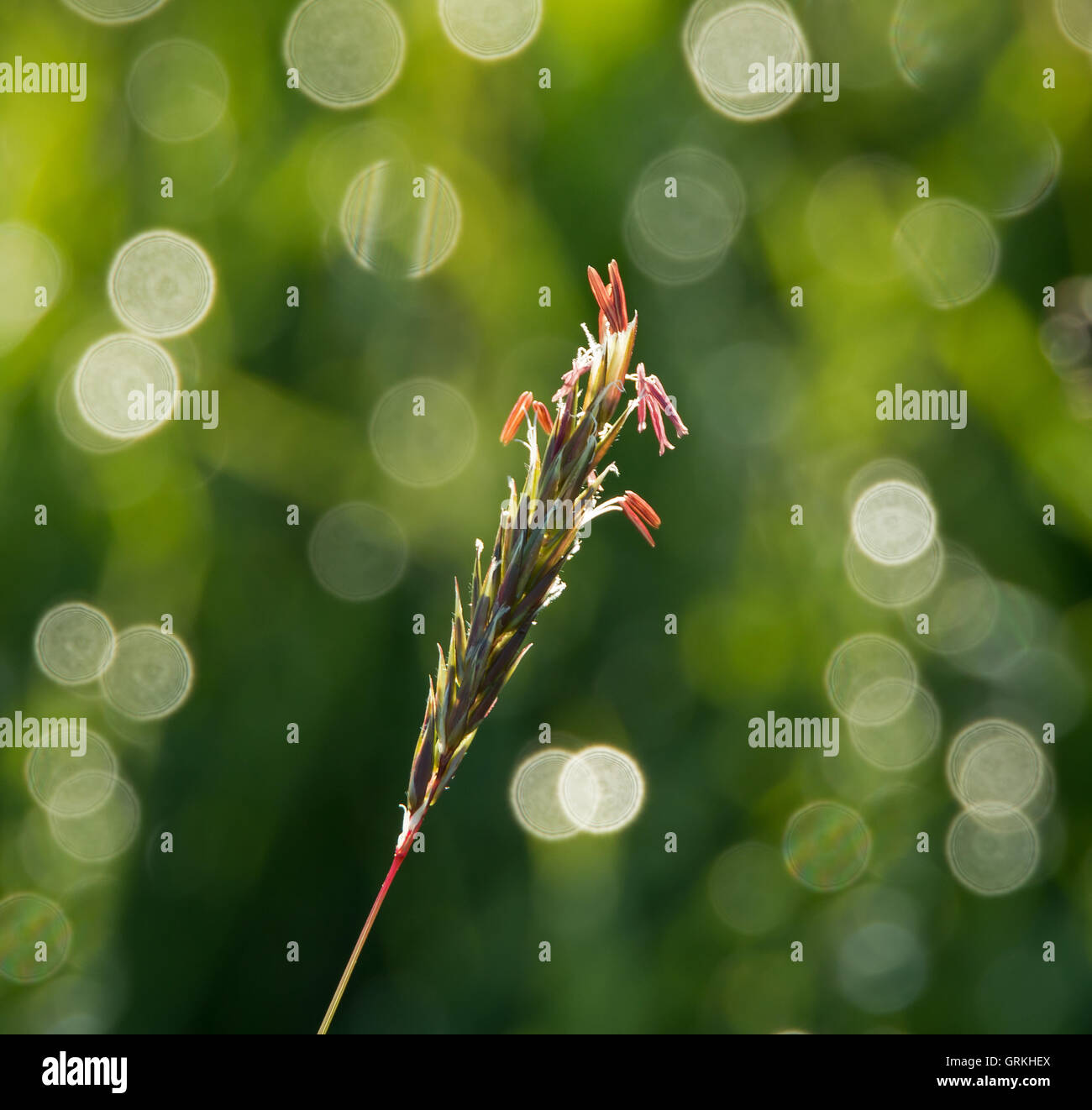 Backlit seedhead hi-res stock photography and images - Alamy