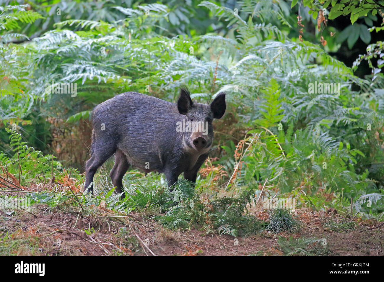 Female wild boar sus scrofa hi-res stock photography and images - Alamy