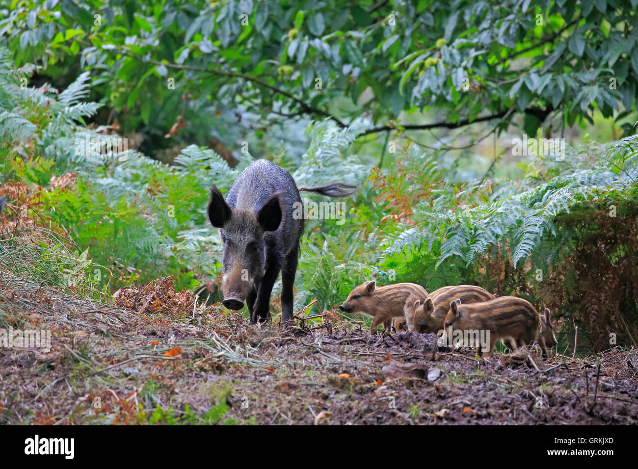 Female Wild Boar and piglets in the Forest of Dean Stock Photo - Alamy