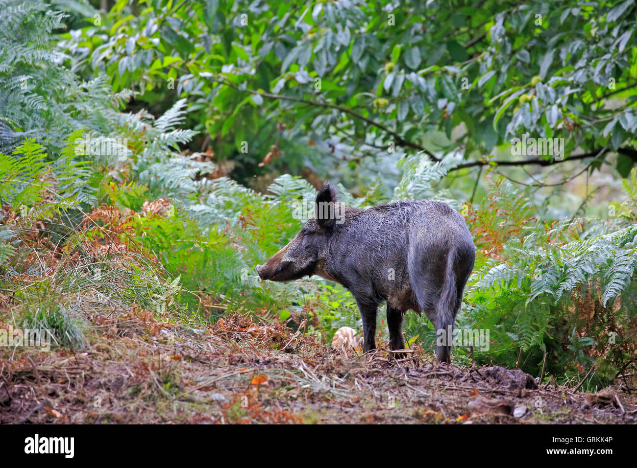 Female Wild Boar in the Forest of Dean Stock Photo - Alamy