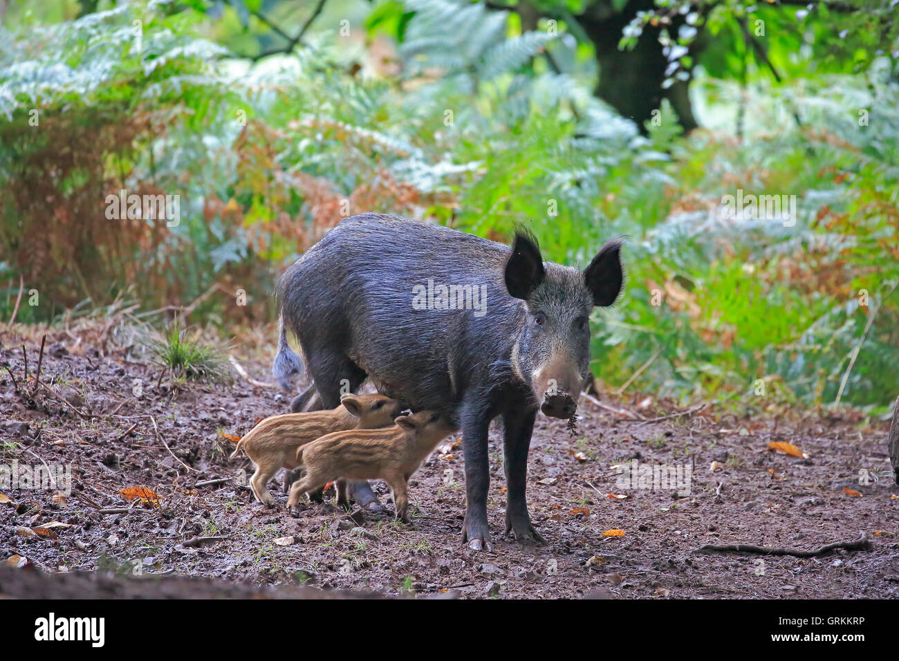Female Wild Boar standing up suckling piglets in the Forest of Dean ...